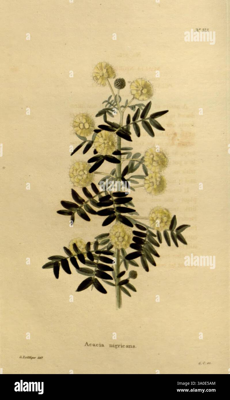 Delicate clusters of yellow spherical flowers hi-res stock photography ...