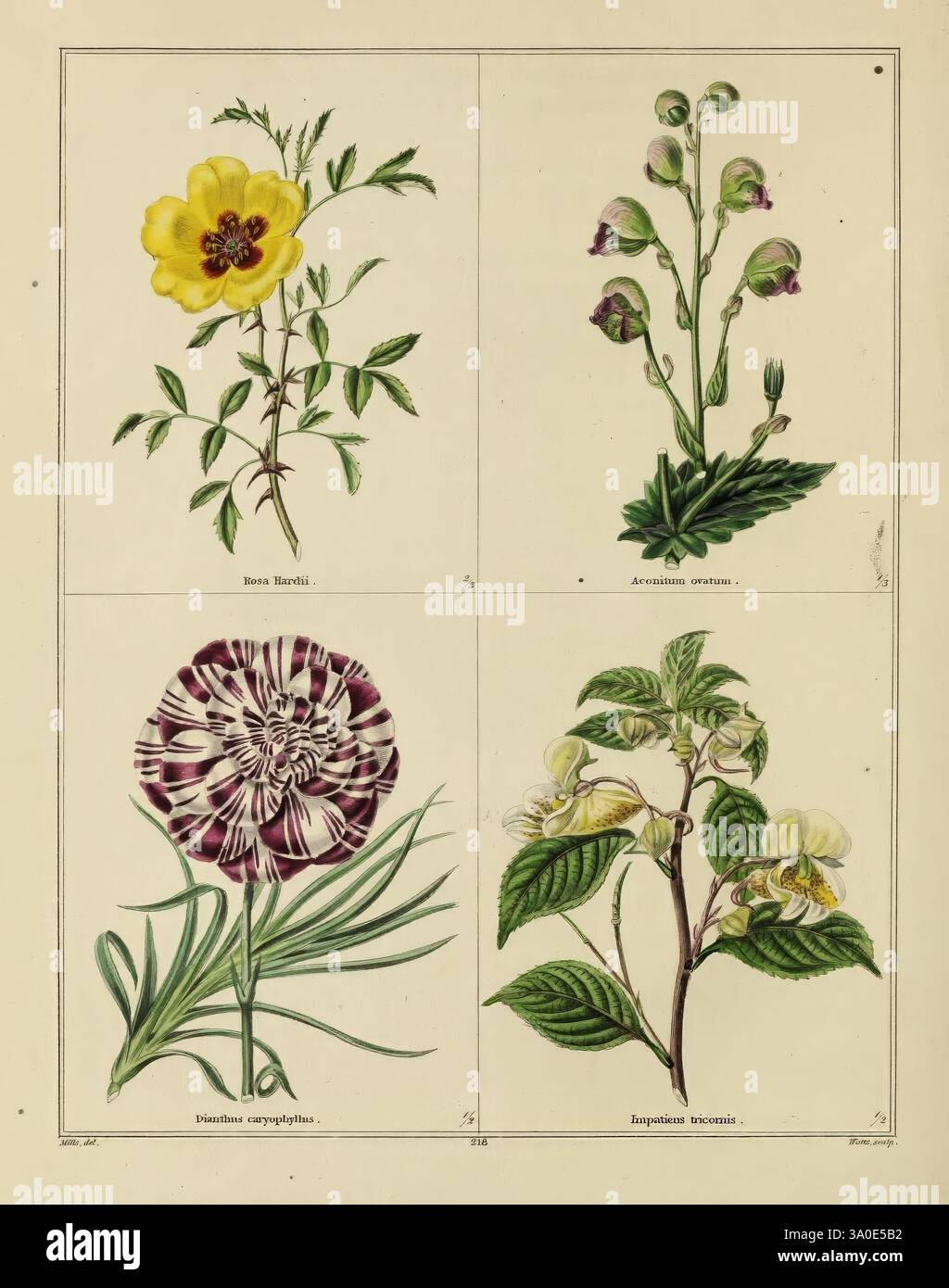 The, botanic, garden, London, Simpkin, and, Marshall, 1825, botany ...