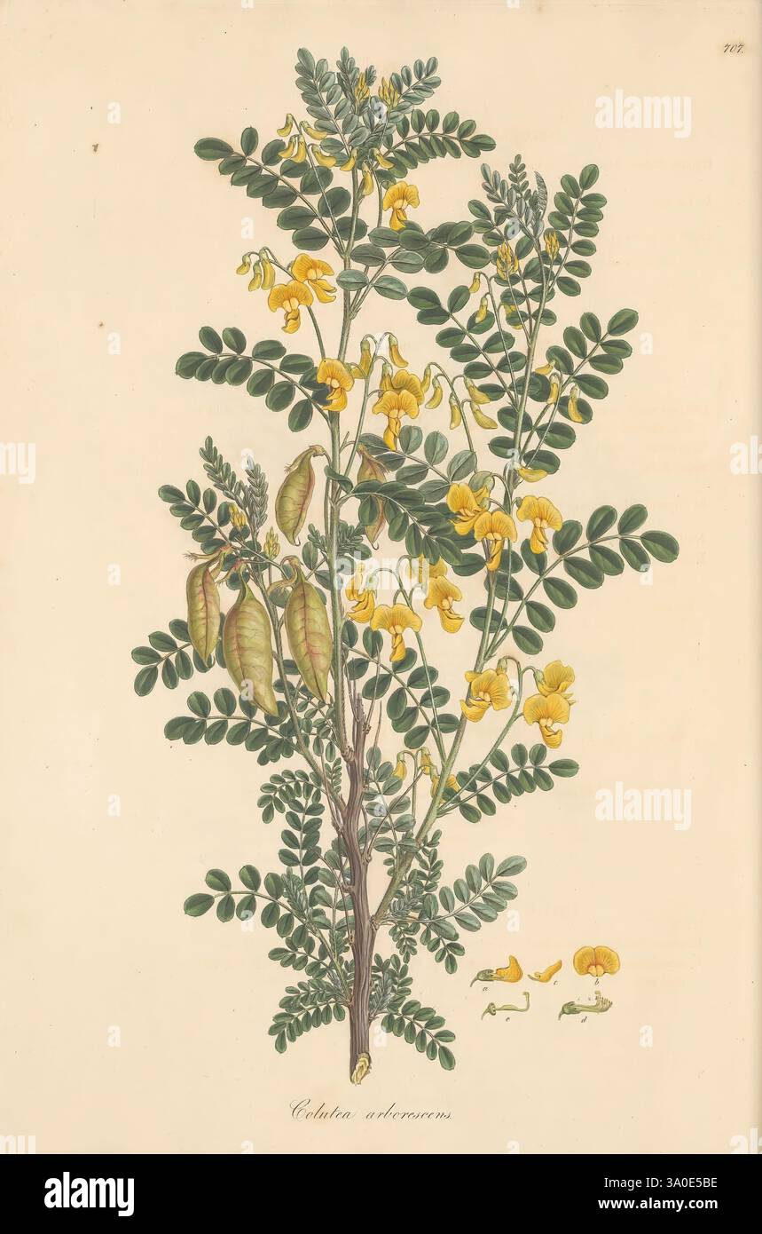 Flora Graeca, sive, Plantarum rariorum historia, quas in provinciis aut ...