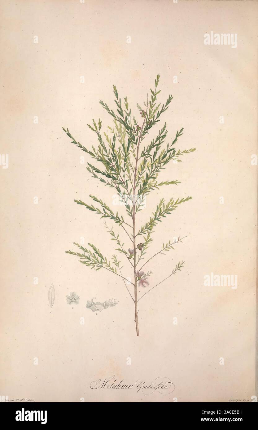 Maldana goudiifolia hi-res stock photography and images - Alamy