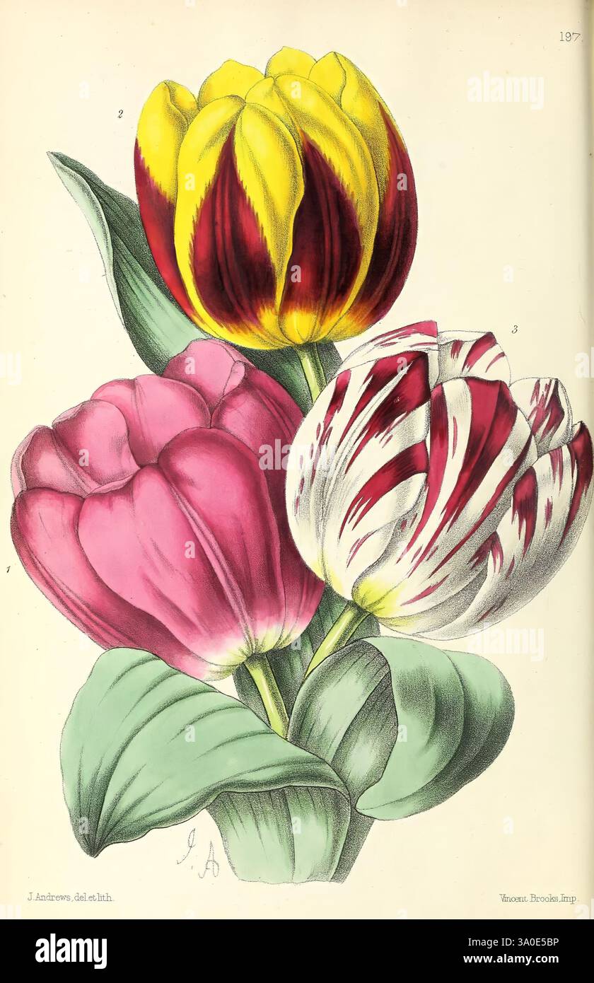 The, floral, magazine, London, L. Reeve & Co, flower, gardening ...