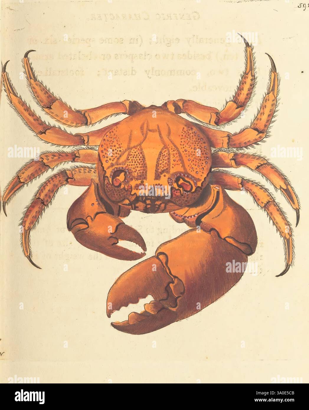 Crabs formidable grip hi-res stock photography and images - Alamy