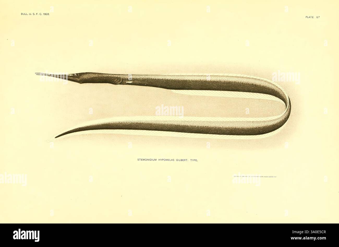 The deep-sea fishes, [of the Hawaiian Islands], Washington, Govt. Print ...