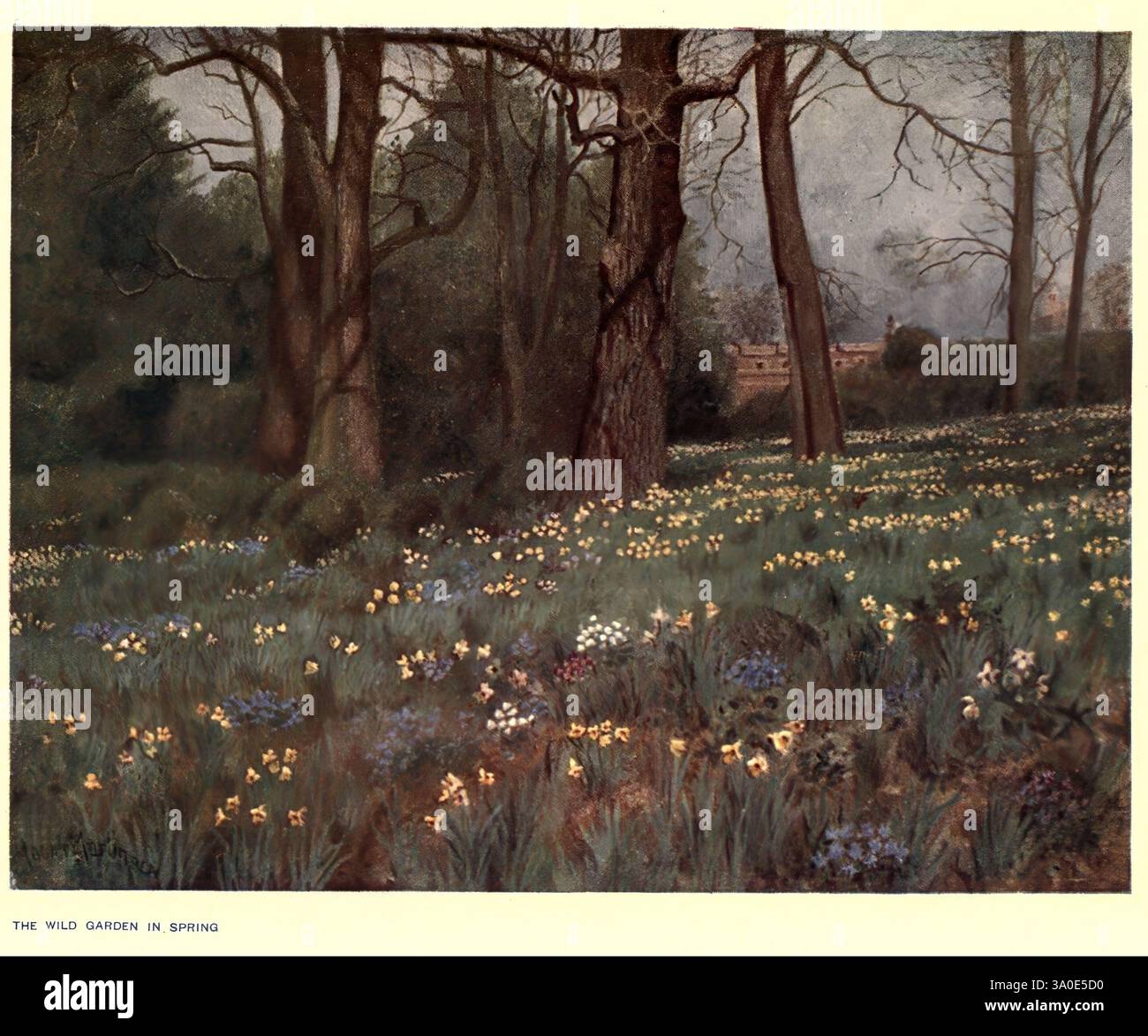 Predominantly clusters of daffodils in shades of yellow hi-res stock ...