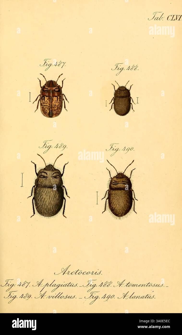 Die wanzenartigen Insecten, Nürnberg, In der C.H. Zeh'schen ...