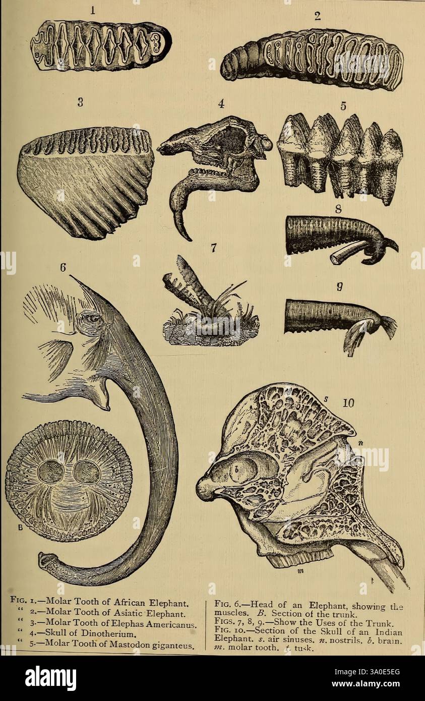 The ivory king New York C. Scribner's sons 1886 Elephants Taxonomy ...