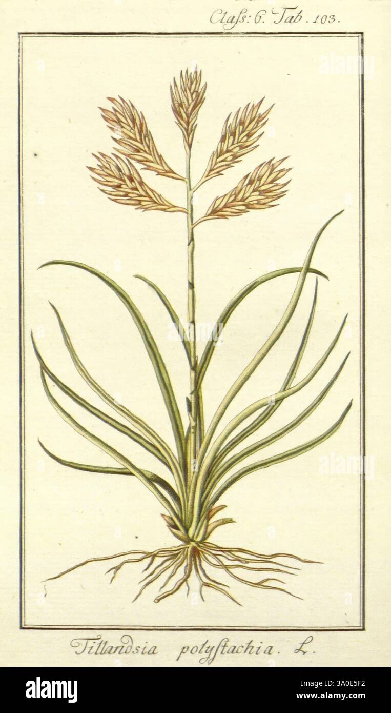 Visible root system anchors hi-res stock photography and images - Alamy