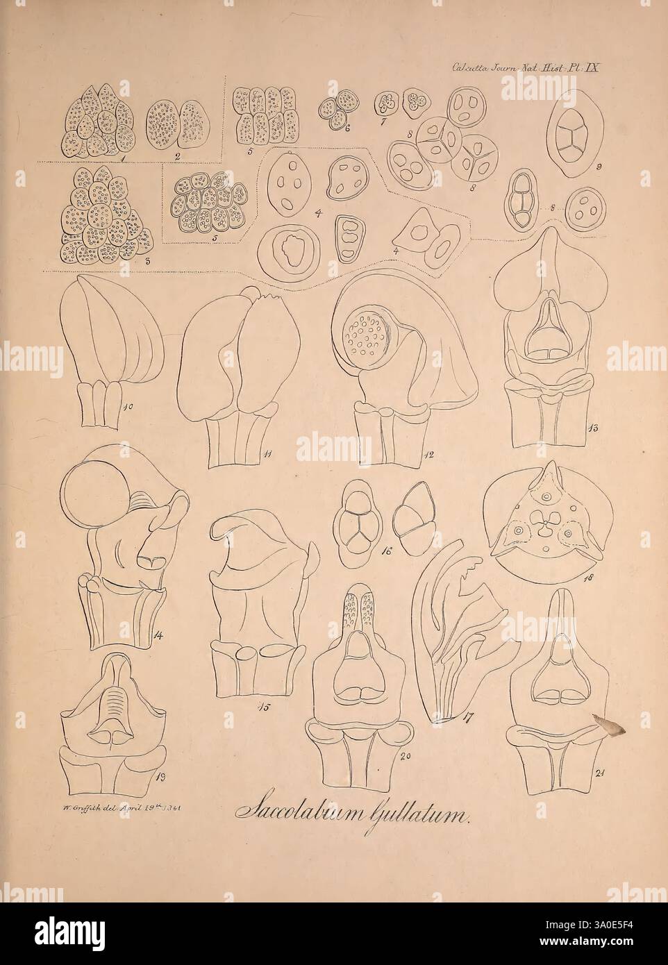 Magnifications of cellular forms hi-res stock photography and images ...