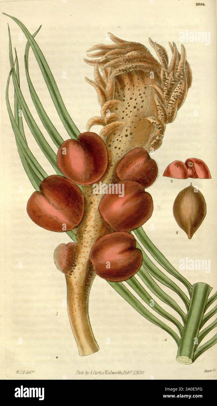 Curtis's Botanical Magazine London New York etc. botany periodicals ...