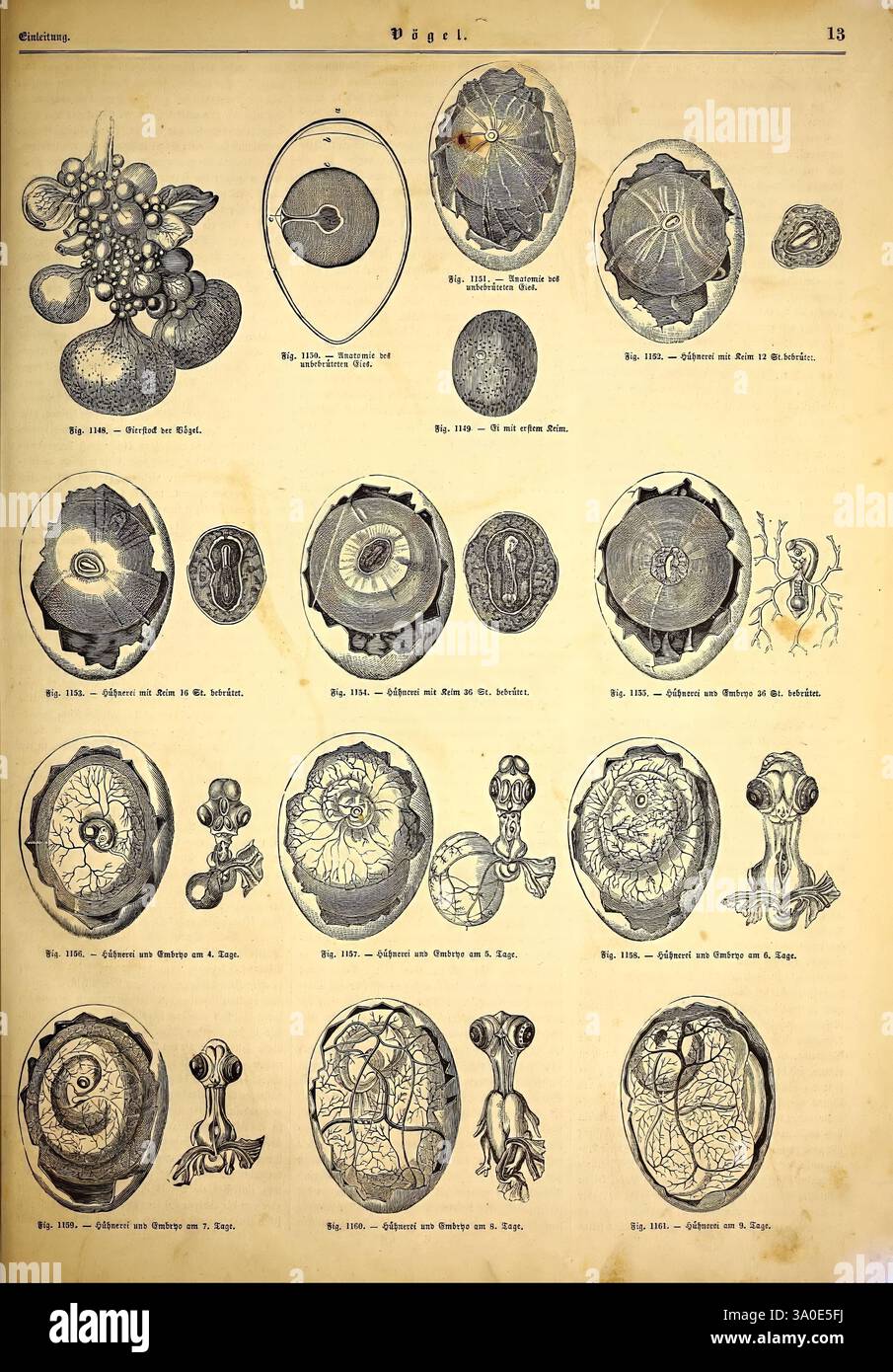 Exhibits detailed renderings of seeds in different stages hi-res stock ...