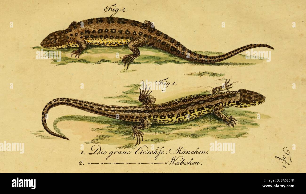 Two distinct species of salamanders hi-res stock photography and images ...