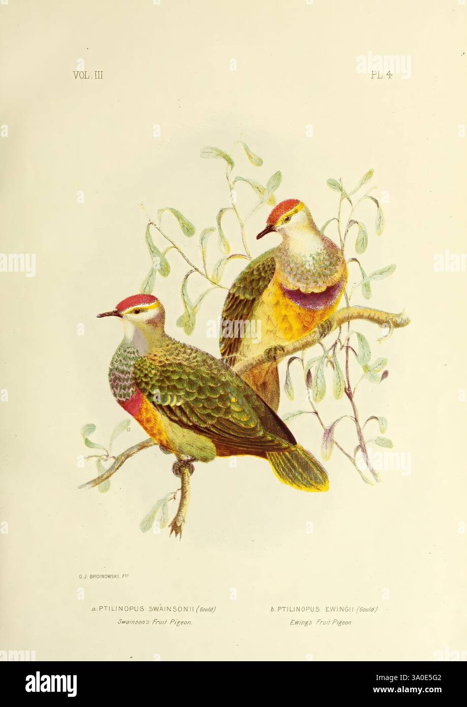 Beautifully illustrated depiction of two colorful birds hi-res stock ...