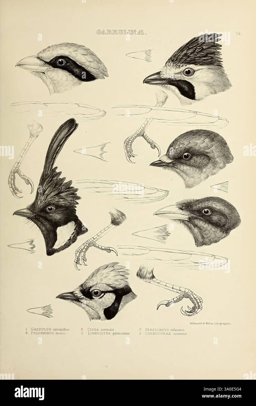 Birds 1849 birds behavior classification pictorial hi-res stock ...