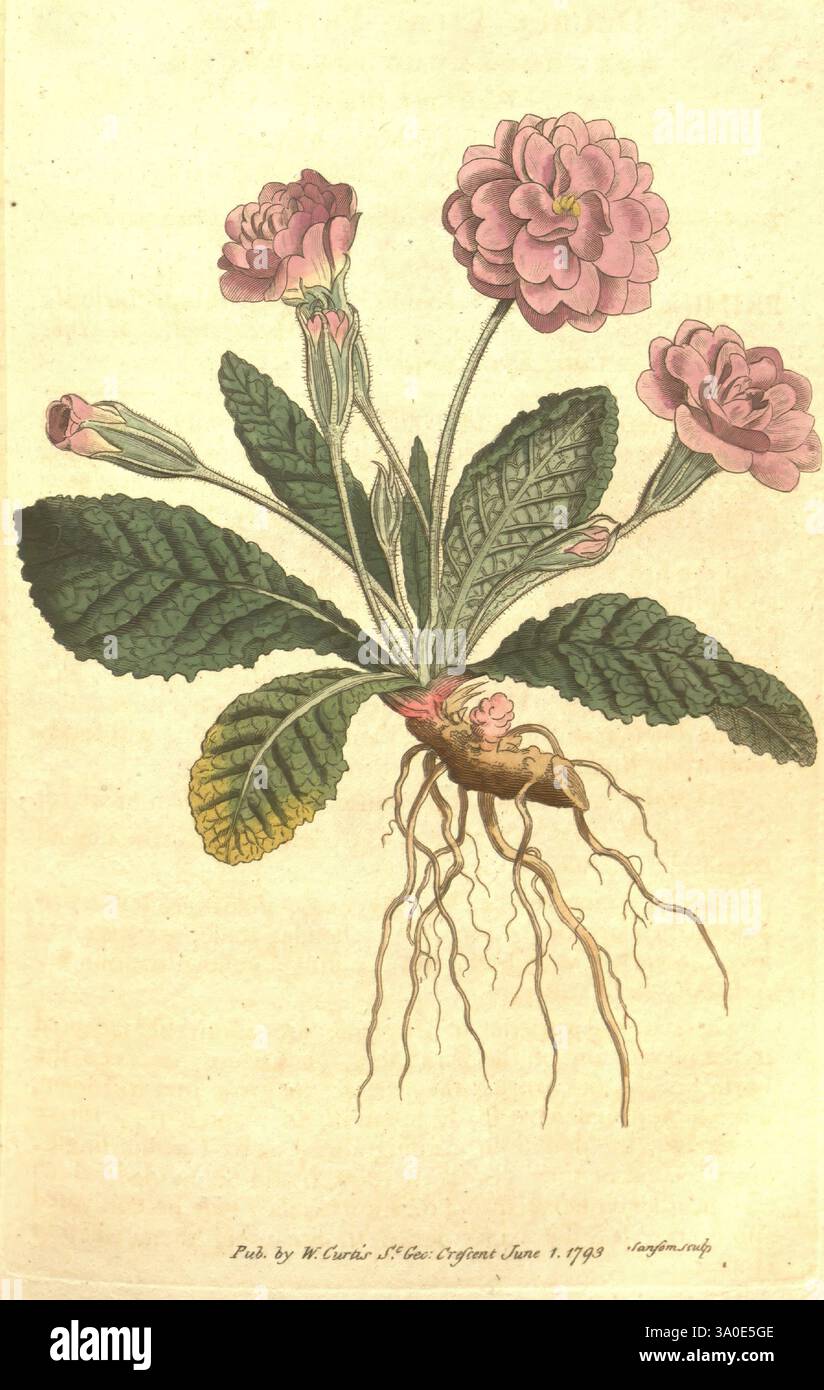 The Botanical magazine, or Flower-garden displayed, 1790-1800, botany ...