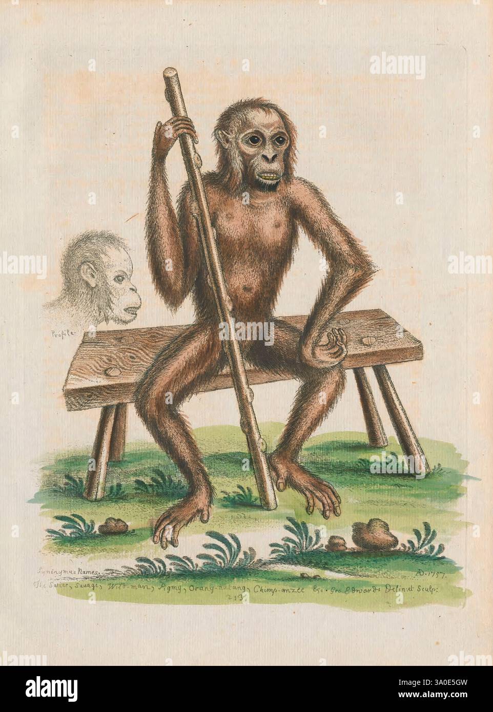 Artwork combines anatomical details hi-res stock photography and images ...