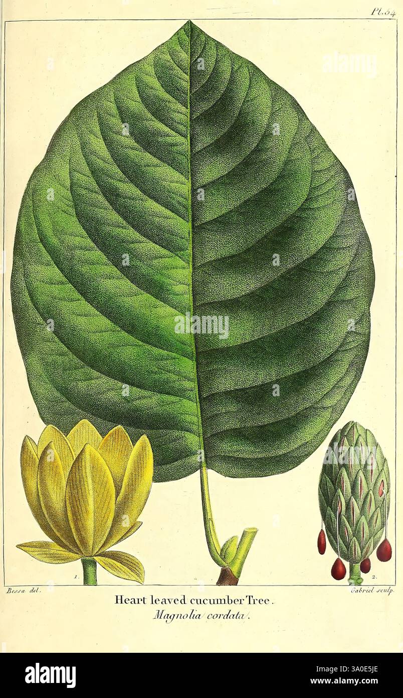 The North American sylva, Philadelphia, R. P. Smith, 1853, botany ...