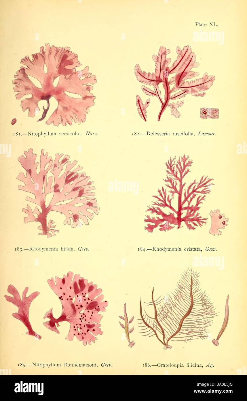 British sea-weeds London Bell and Daldy 1872 algae Great Britain marine algae, The illustration ...