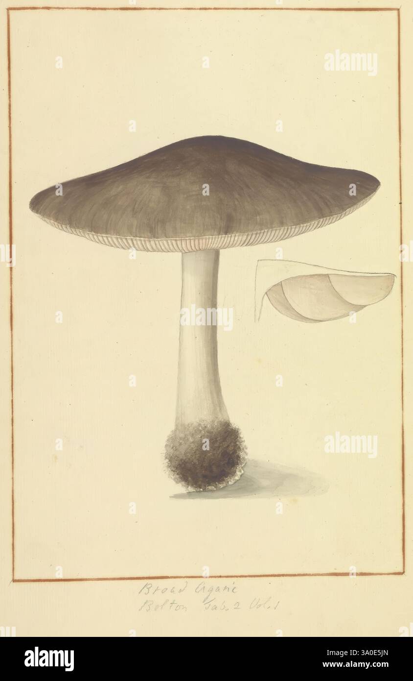 Funguss anatomy hi-res stock photography and images - Alamy