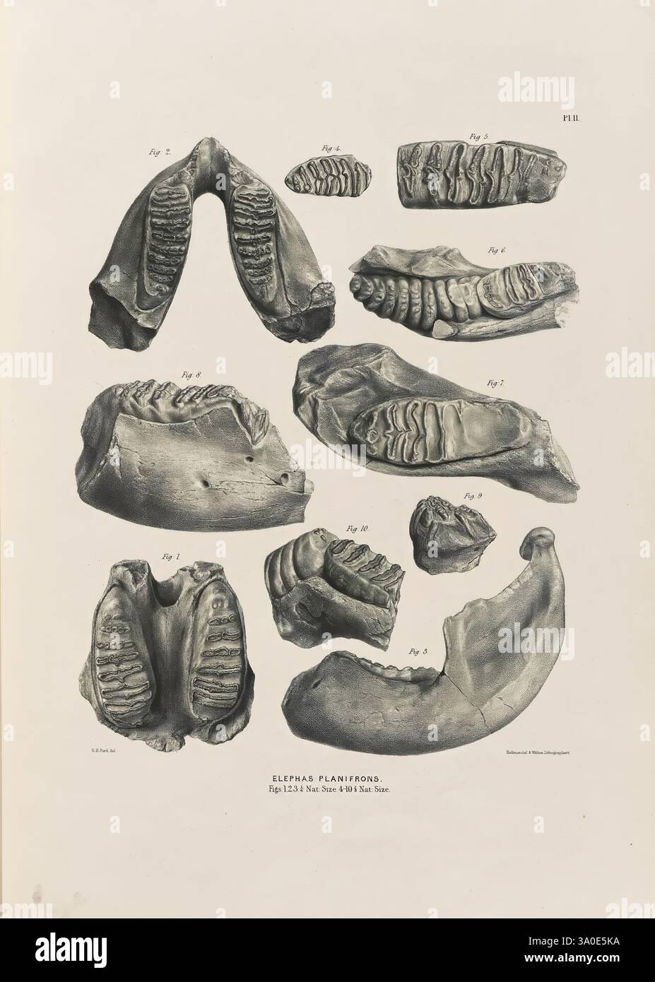 Fauna Antiqua Sivalensis, being the fossil zoology of the Sewalik Hills ...