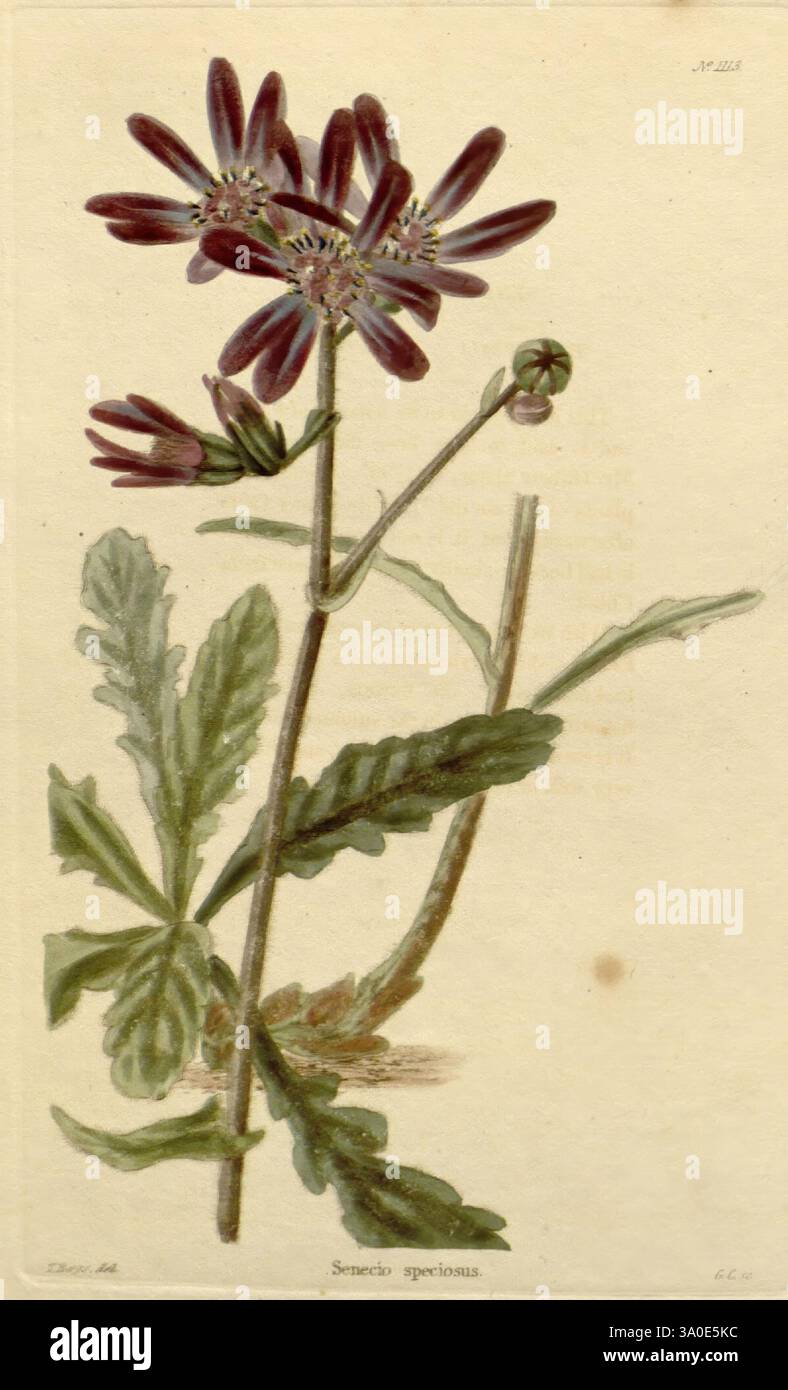 The Botanical Cabinet London, John & Arthur Arch 1817-1833, A ...