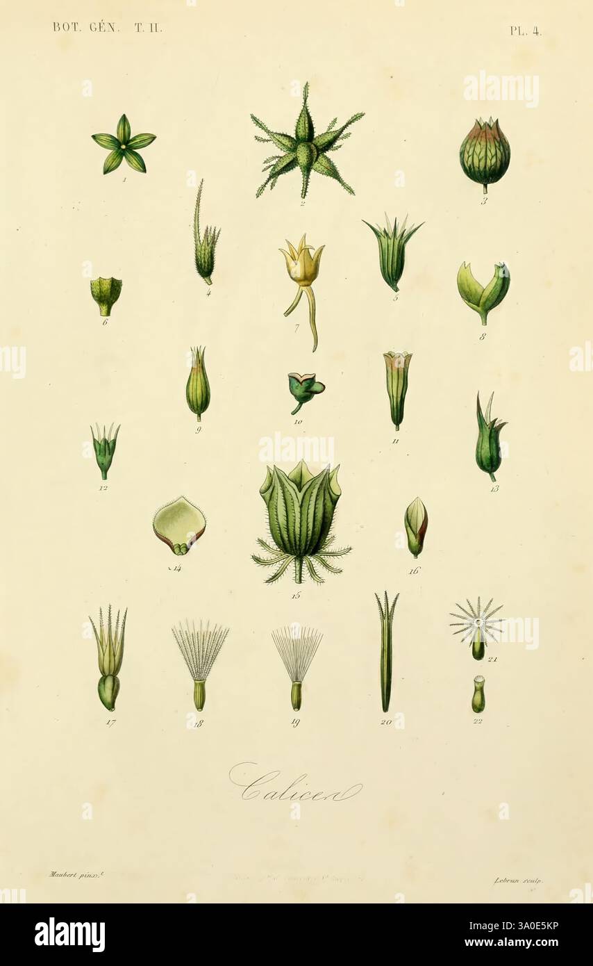 Multiple stages of flower development hi-res stock photography and ...