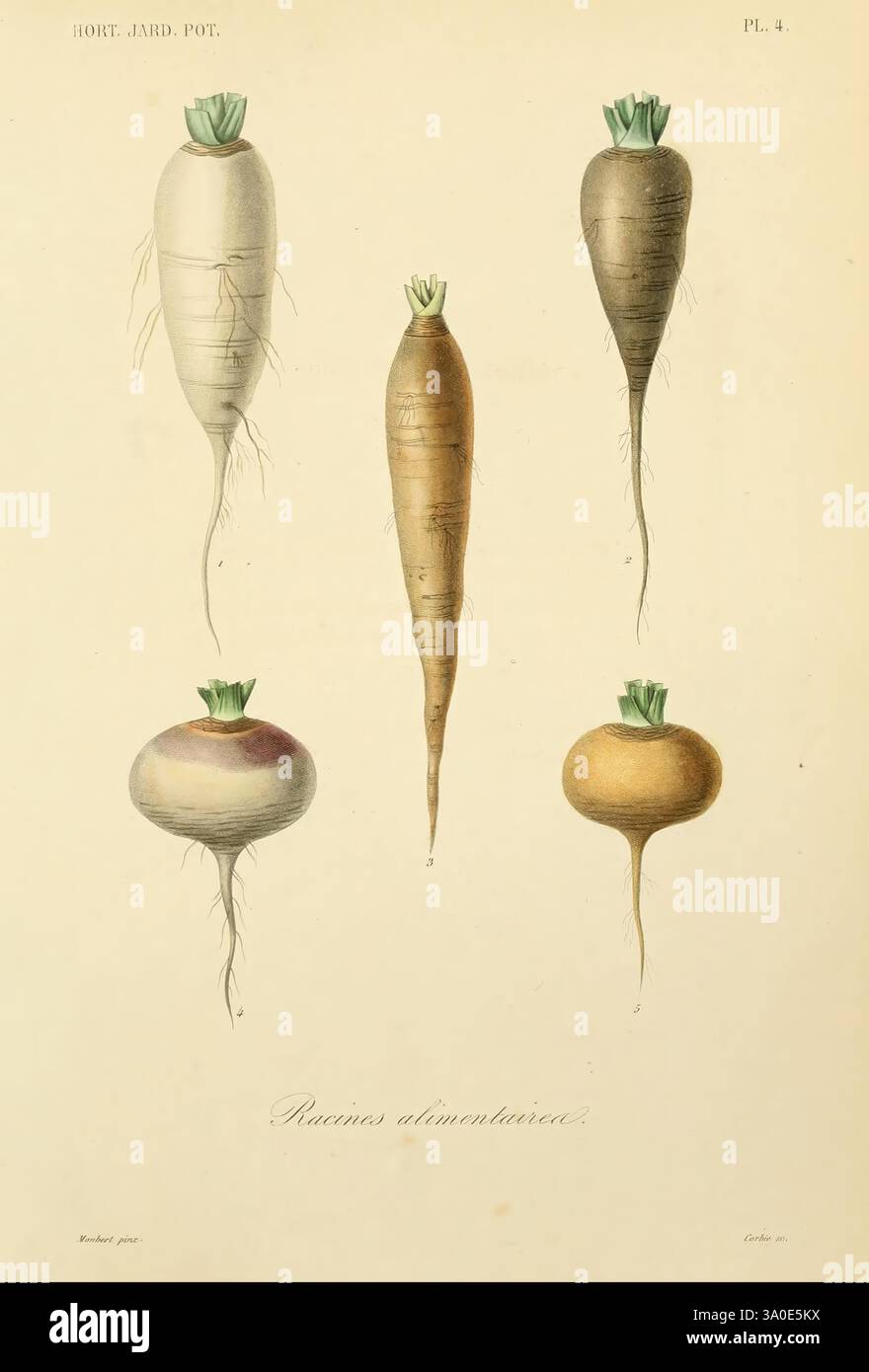 Diverse root crops hi-res stock photography and images - Alamy