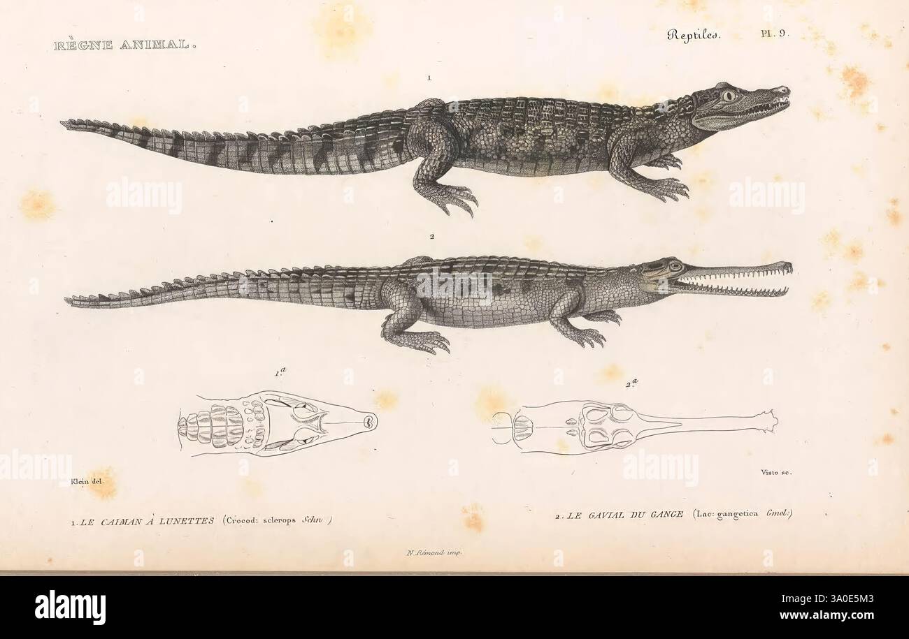 Le règne animal distribué d'après son organisation Paris, 1836-1849 ...