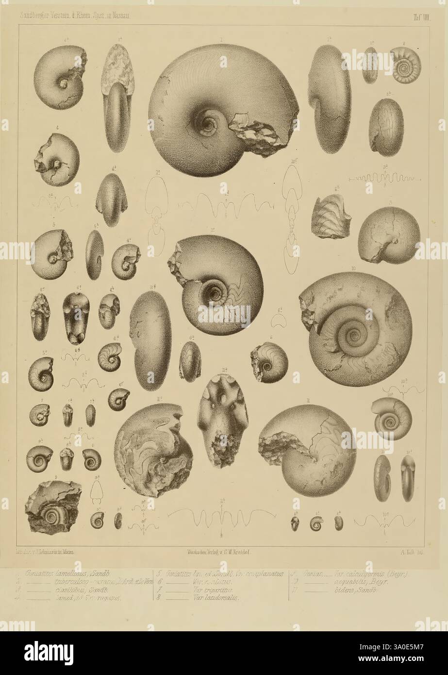 Different types of nautilus hi-res stock photography and images - Alamy