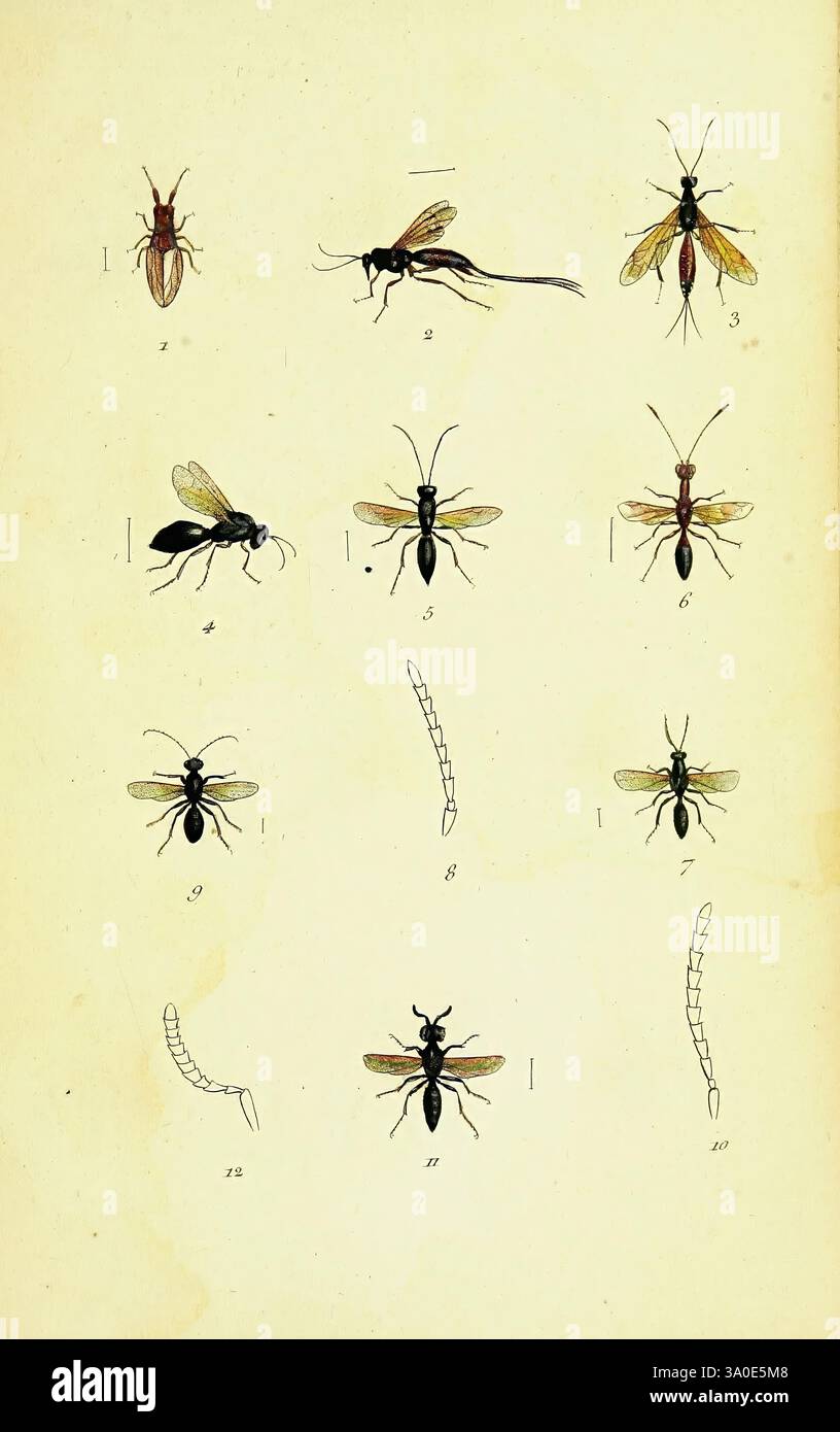 Three additional insect illustrations hi-res stock photography and ...