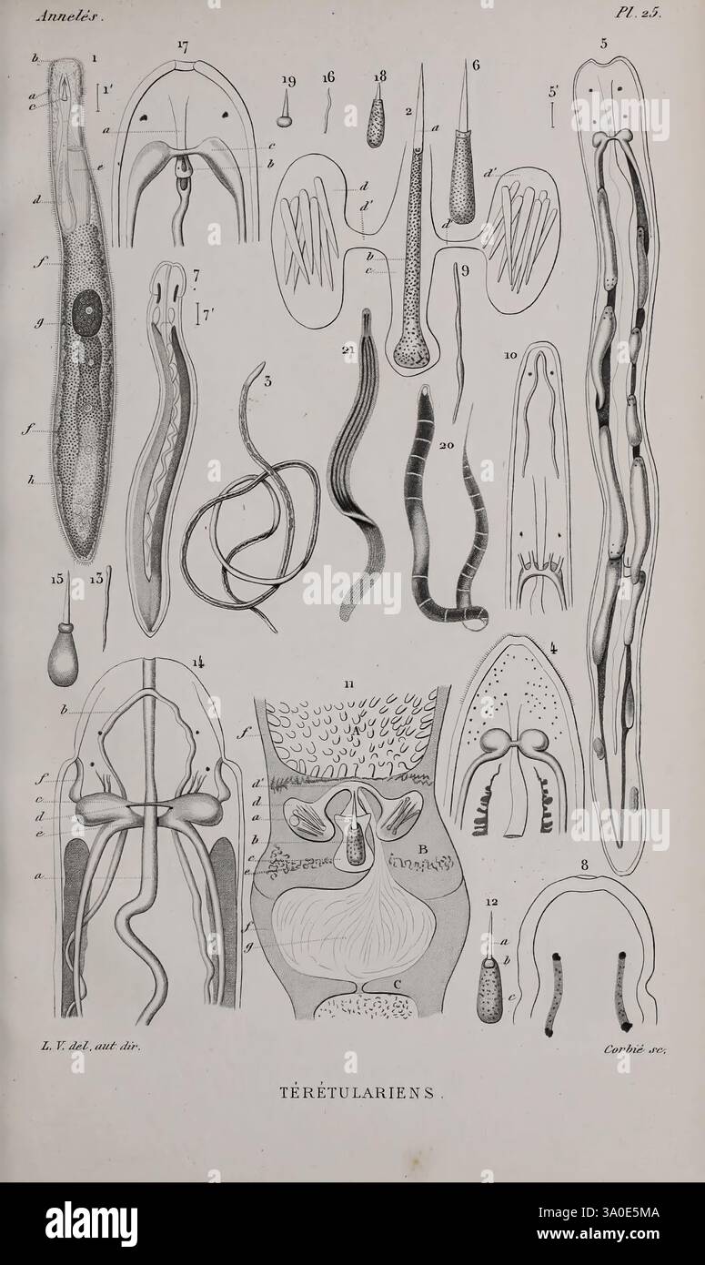 Setal formations hi-res stock photography and images - Alamy