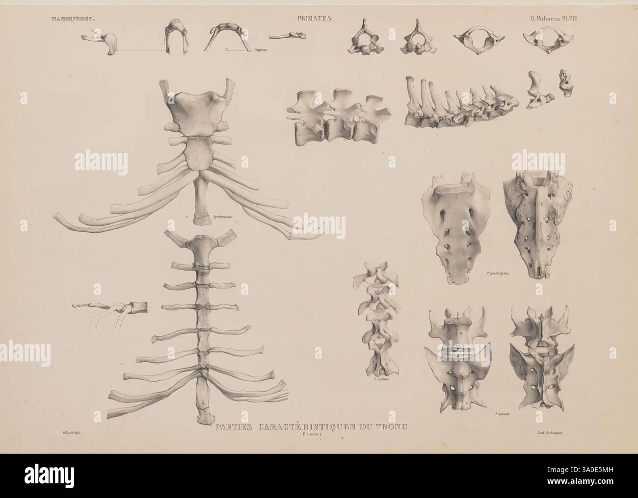 Spinal columns curvature hi-res stock photography and images - Alamy