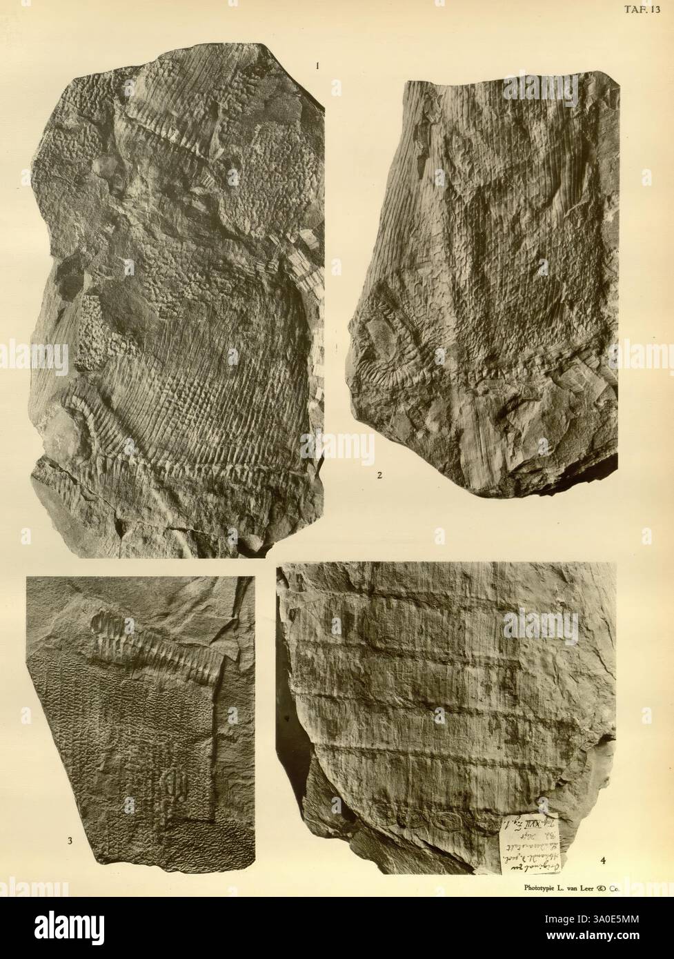 Mededeelingen van 's Rijks Herbarium. Leiden, Rijks Universiteit, Rijks ...