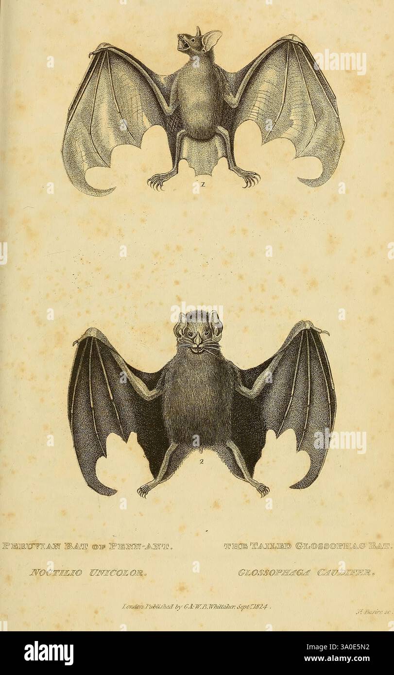 Artwork depicts two species of bats hi-res stock photography and images ...