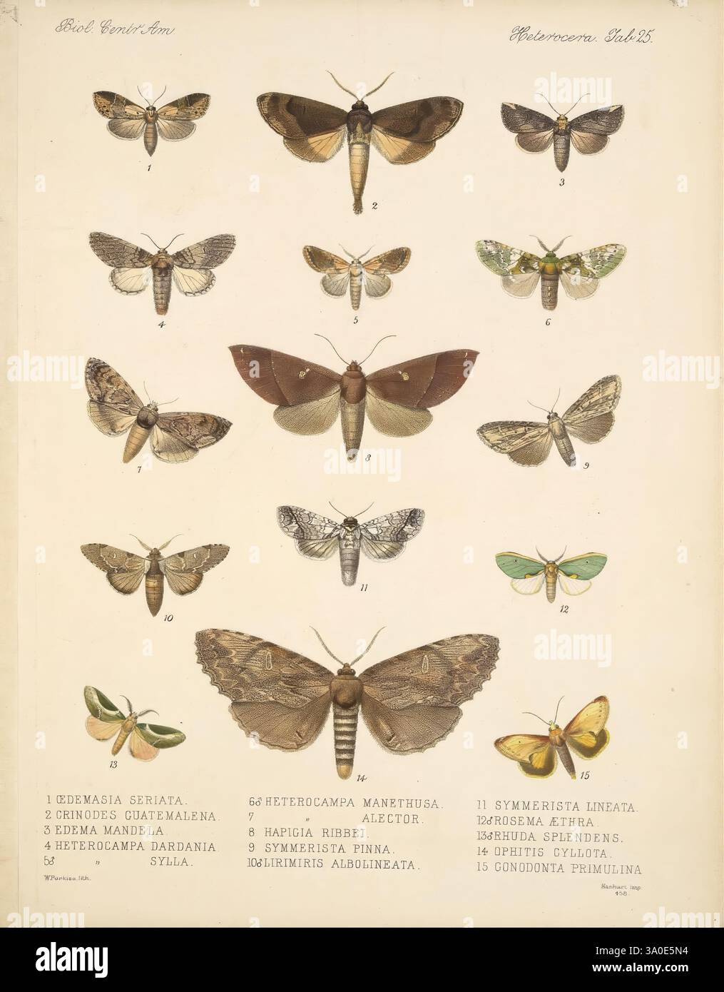 Featuring distinctive wing markings hi-res stock photography and images ...