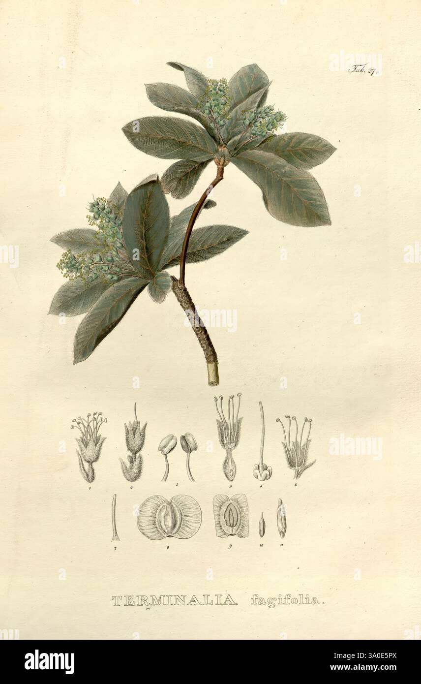 Nova Genera et Species Plantarum. Monachii [Munich], Impensis Auctoris ...