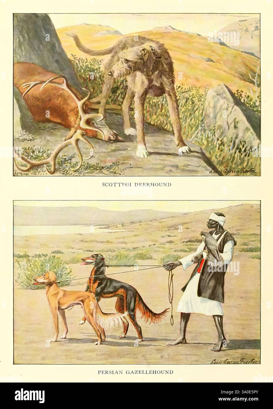 The book of dogs Washington, D. C. The National Geographic Society ...