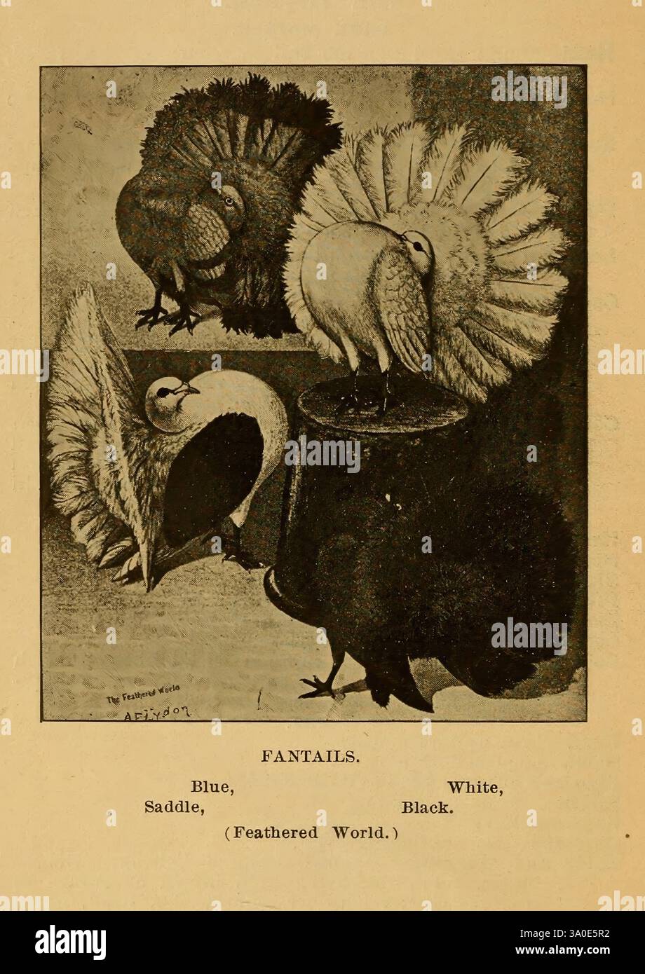 The pigeon standard. Boston, C.E. Twombly [c1900]. pigeons, The ...