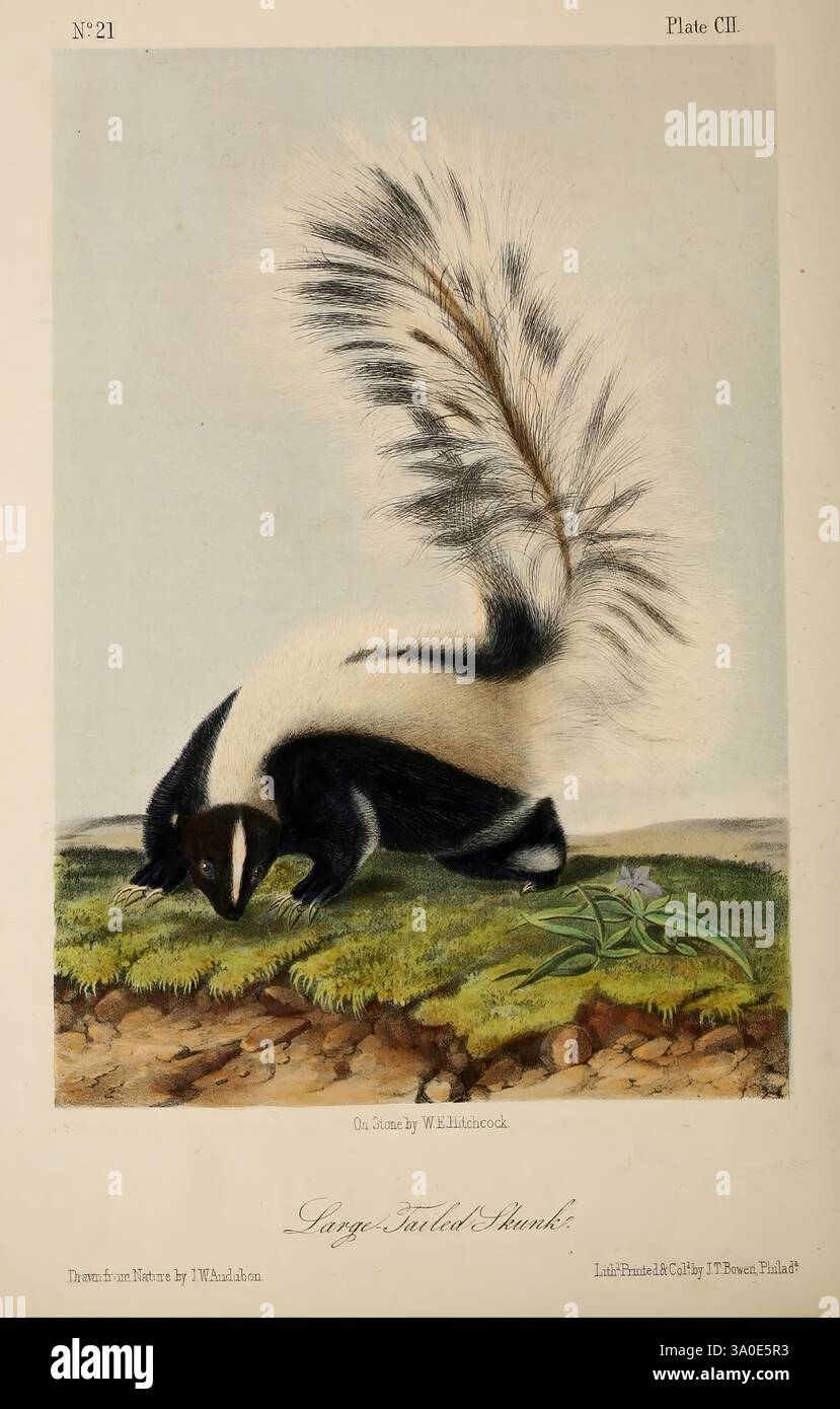 The quadrupeds of North America, New York, V.G. Audubon, 1851-54 ...