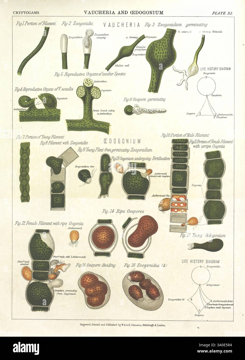 The botanical atlas, New York, The Century Co, 1883, botany, cryptogams ...