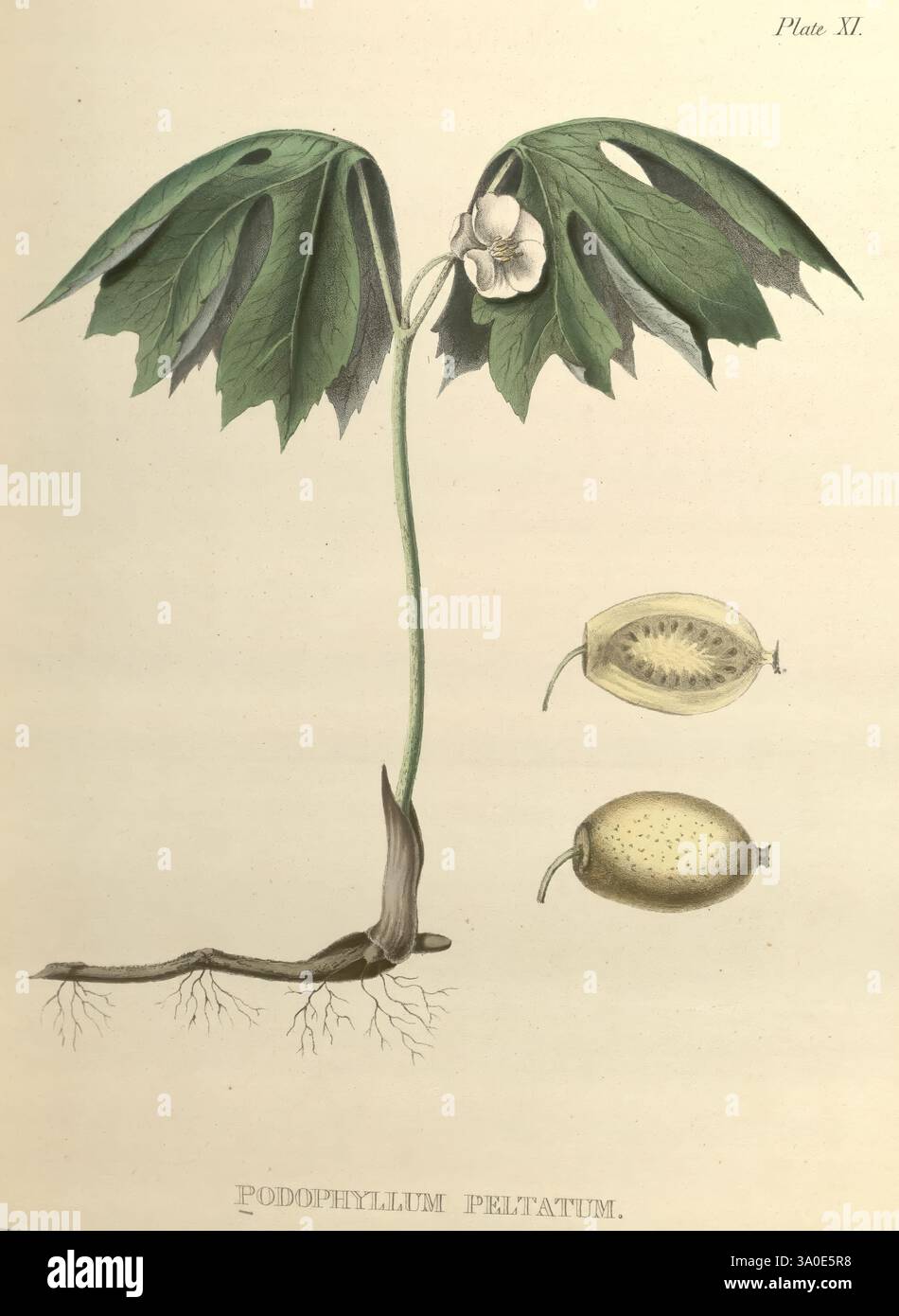 Rhizomatous root system hi-res stock photography and images - Alamy