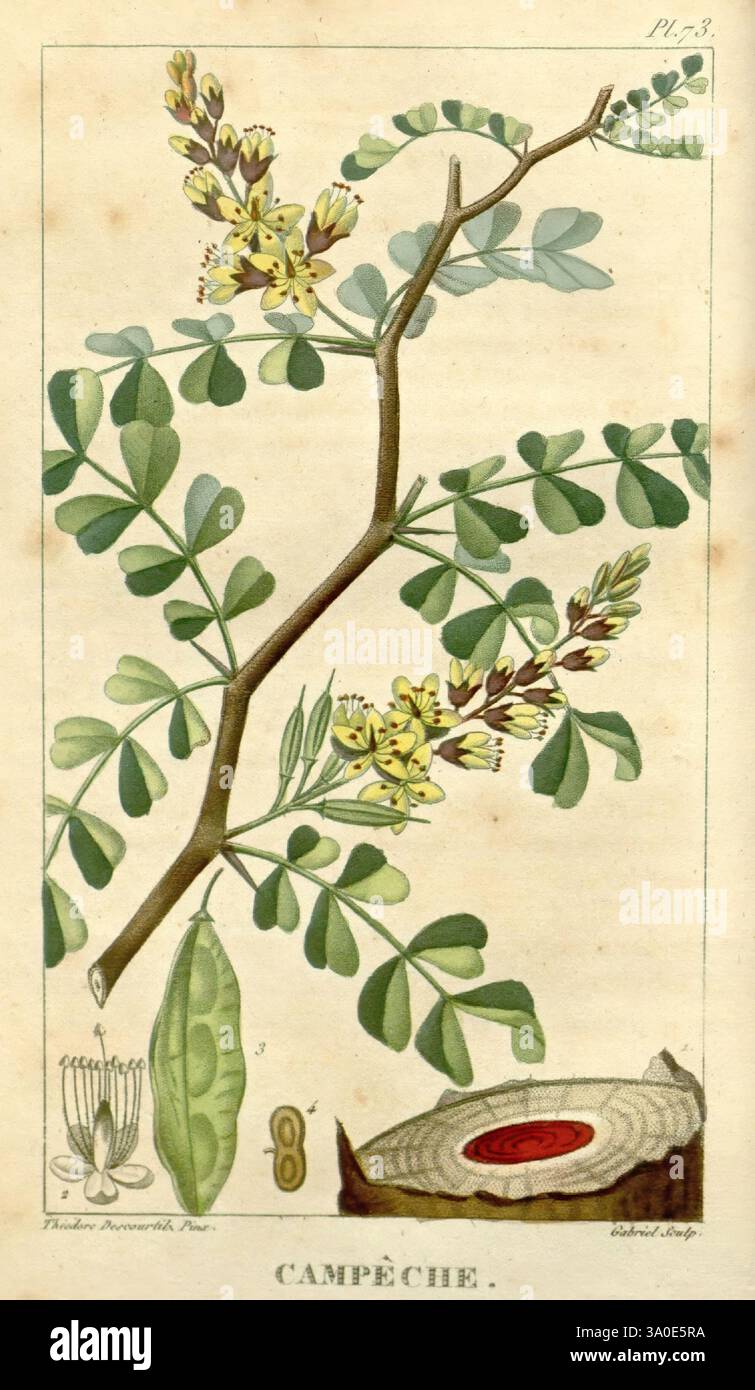 Flore médicale des Antilles, ou, Traité des plantes usuelles, Paris ...