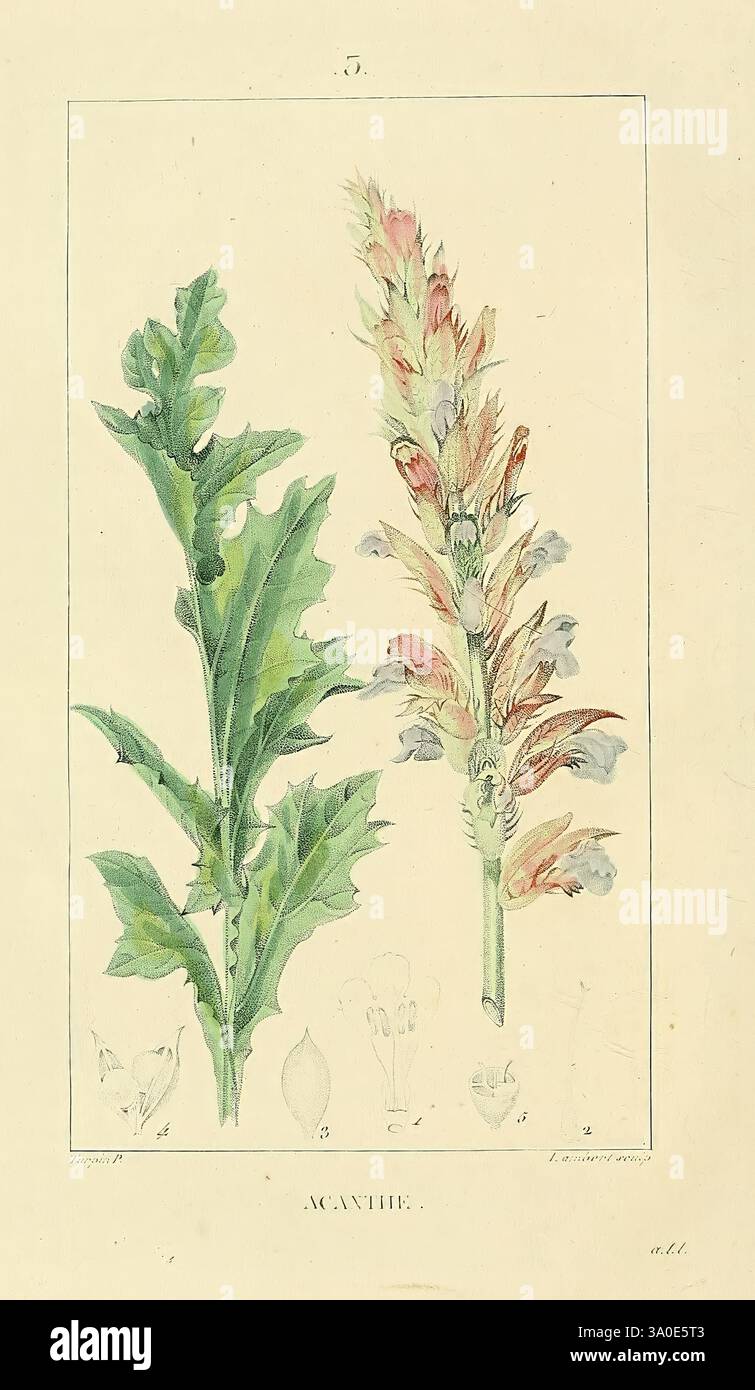 Leafy green plant displays elongated hi-res stock photography and ...