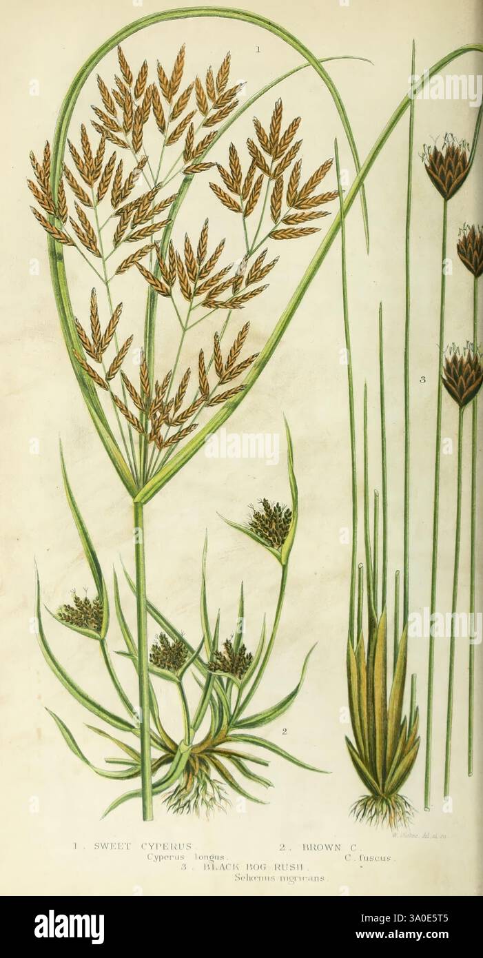 The British grasses and sedges London Society for Promoting Christian ...