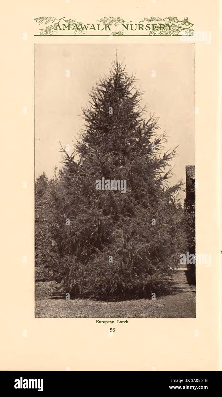 Ornamental trees, Trees, New York State, Catalogs, European larch ...