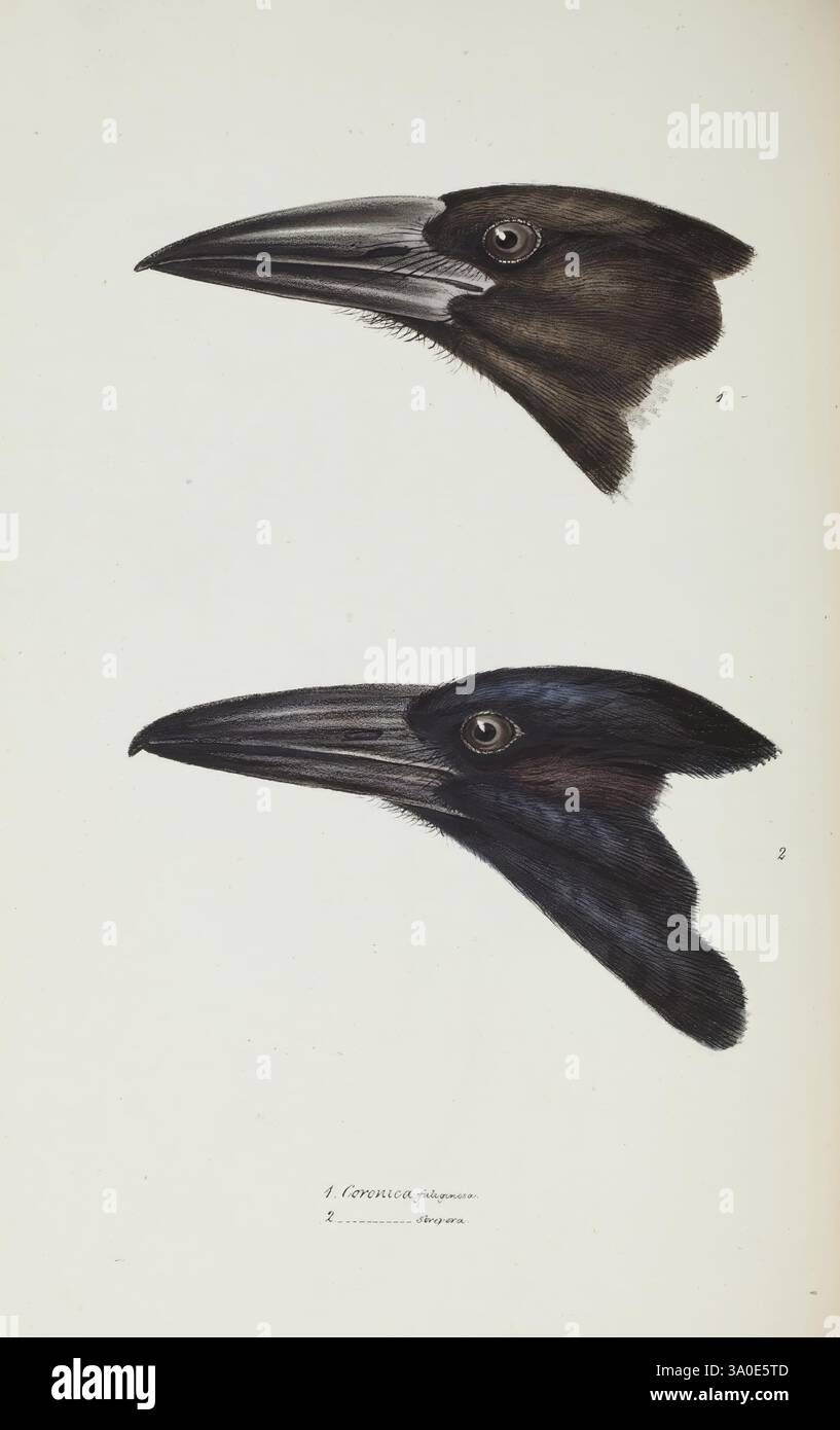 A synopsis of the birds of Australia, and the adjacent Islands. London ...