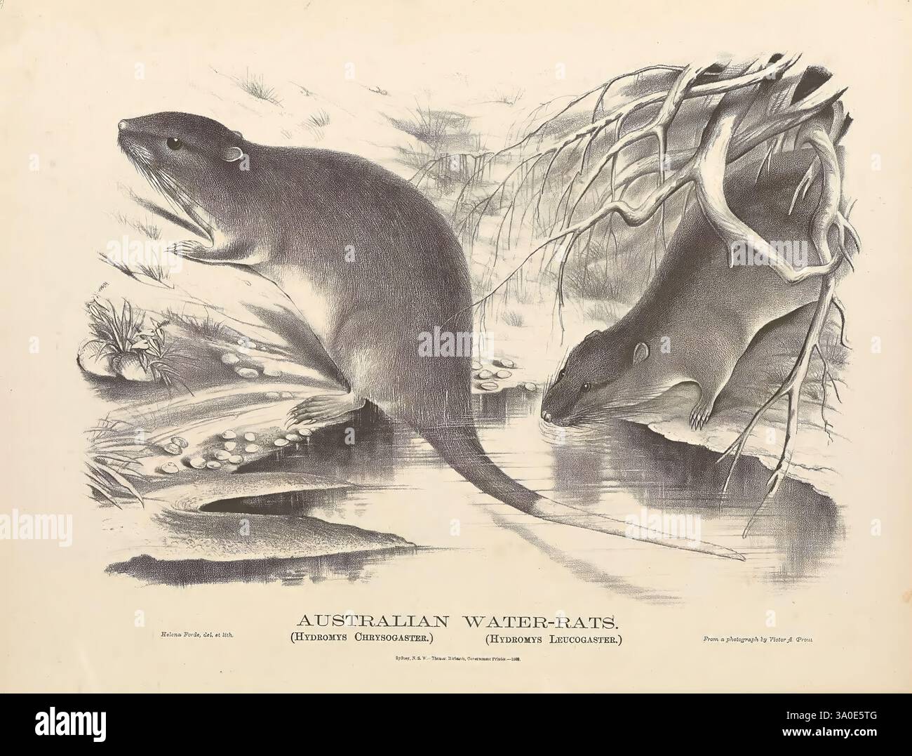 The mammals of Australia, Sydney, Thomas Richards, government printer, 1871. Australia, mammals ...