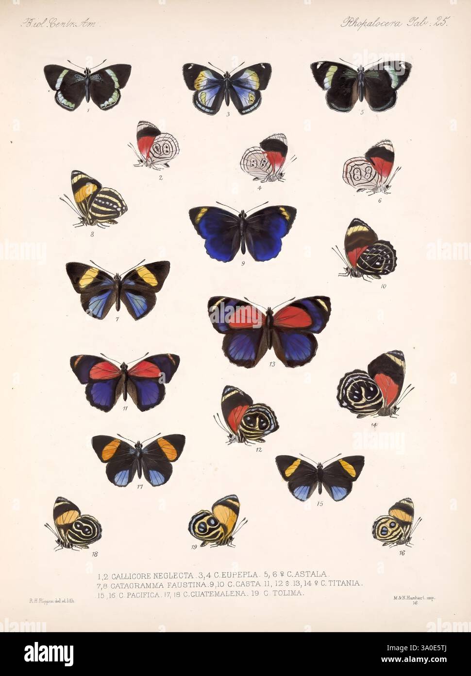 Various species of butterflies showcase hi-res stock photography and ...