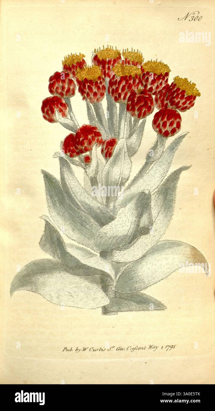 1790 1800 botany periodicals pictorial works curtis flowers will hi-res ...