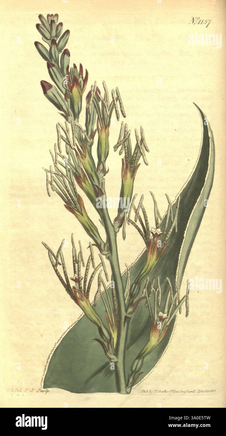 Curtis's Botanical Magazine, London, New York, botanical illustration ...