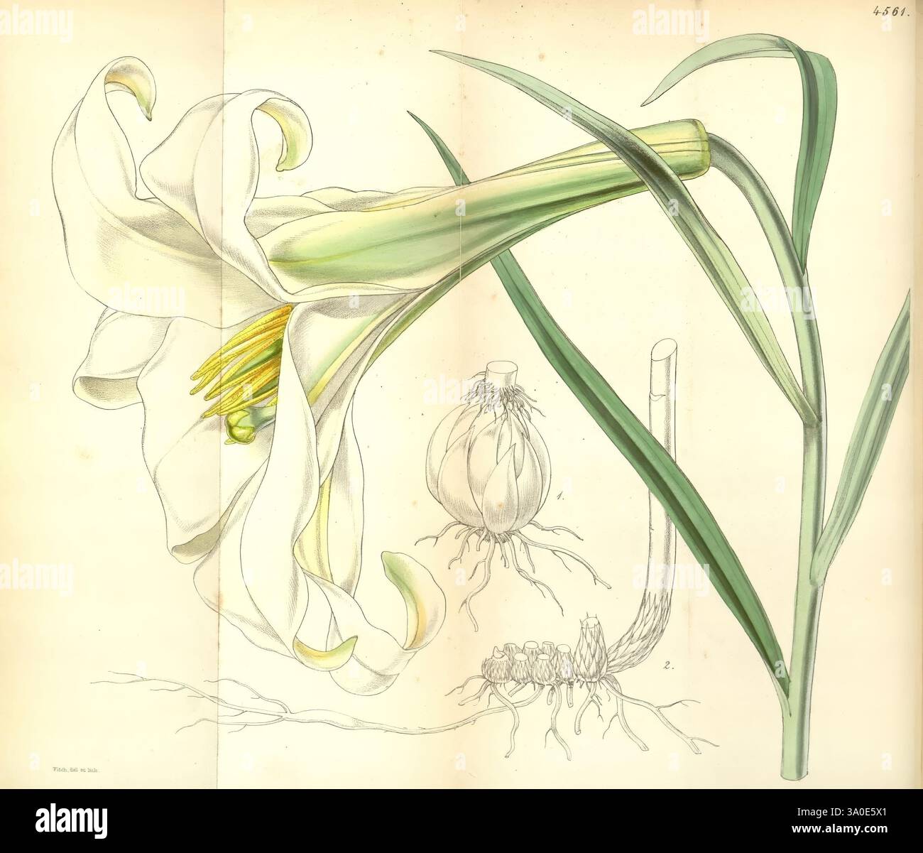 Curtis's botanical magazine, London, New York, botanical illustration ...